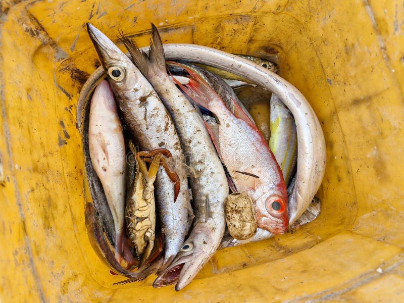 Sea Fish Catch in Yellow Box Stock Image - Image of angler, recreation ...
