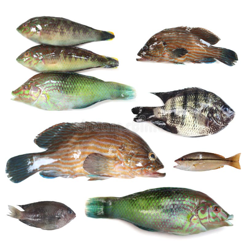 Sea Fish on Coral Reef Set. Stock Photo - Image of nature, aquarium ...