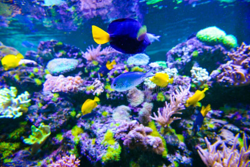 Sea fish and corals stock photo. Image of aquarium, bottom - 163421028