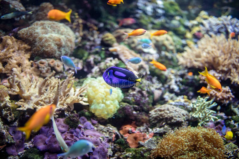 Sea fish and corals stock image. Image of decor, colorful - 148127505
