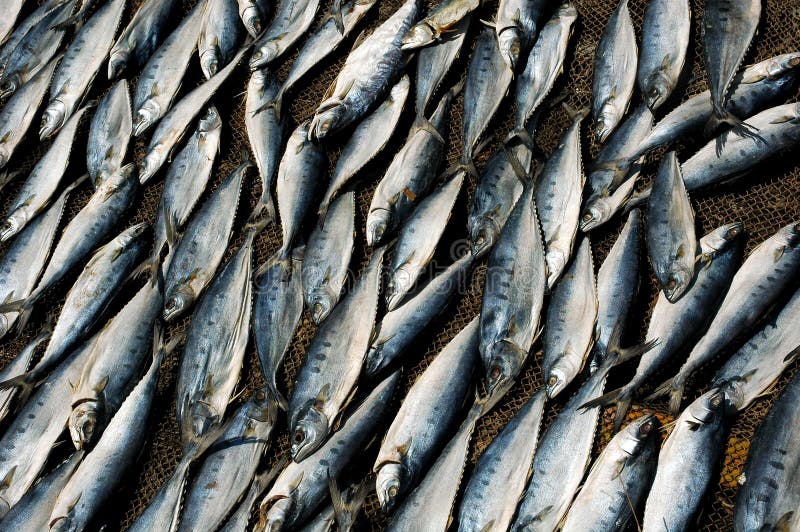 Sea Fish Dried on the Sea Beach. Stock Photo - Image of open, door: 5385180