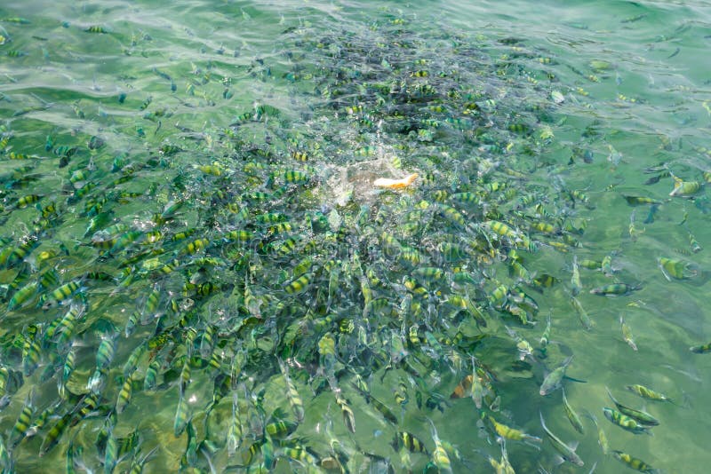 Sea fish eat bread stock photo. Image of blue, diving - 67429436