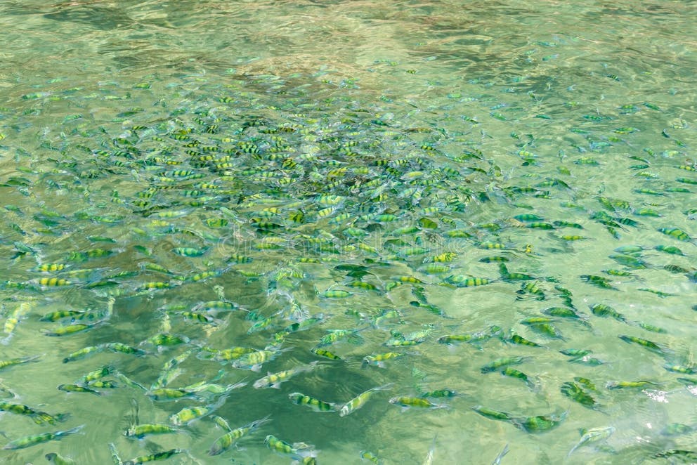 Sea fish eat bread stock image. Image of reef, animal - 67429511