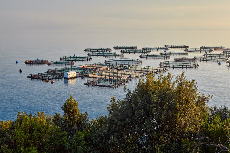 Sea Fish Farm. Artificial Fish Farming in Europe Stock Photo - Image of ...