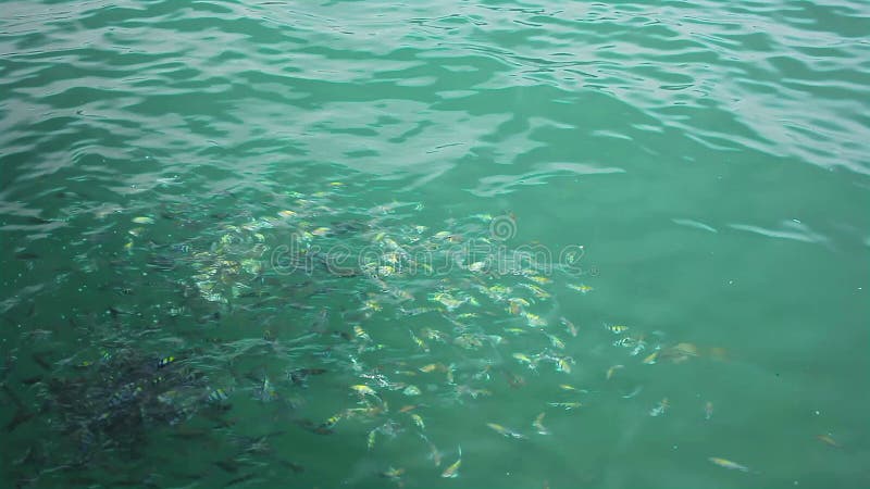 Fish Feeding in Sea stock footage. Video of boats, island - 153367598