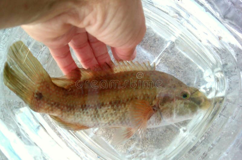 Sea fish in hand stock image. Image of fishing, hand - 81362377