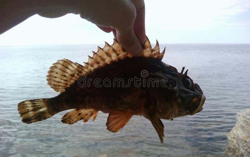 Sea fish in hand stock photo. Image of water, seascape - 81362378