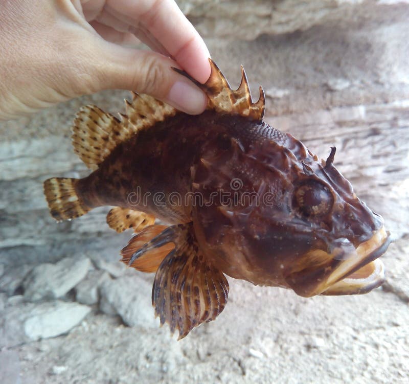 Sea fish in hand stock image. Image of brown, fishing - 81363641