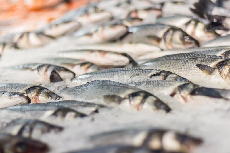 Sea fish in ice stock photo. Image of water, delicacy - 156839222