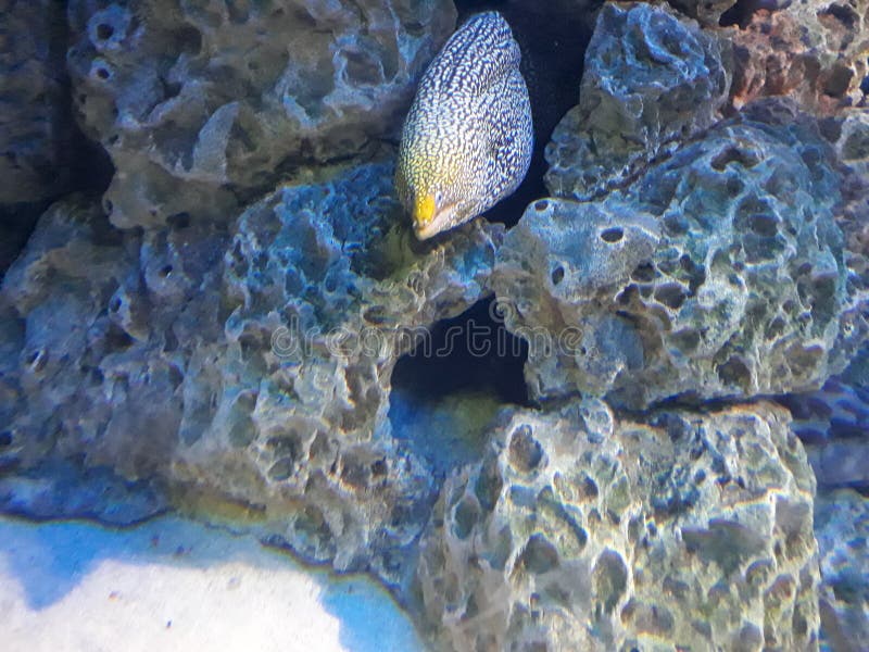 Sea fish inside rock cave stock photo. Image of treasure - 100437004