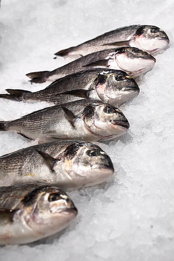 Sea fish lies in a row stock image. Image of pile, frozen - 95577693