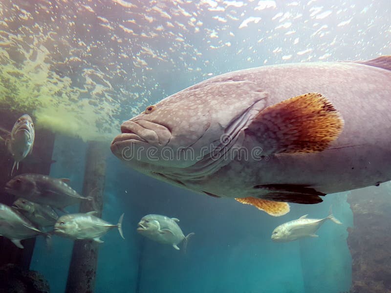 Sea fish stock image. Image of live, beach, fauna, fish - 98766357