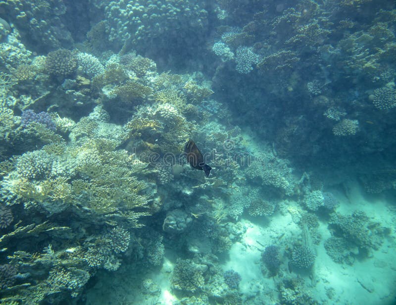 Sea Fish Near Coral, Underwater Stock Photo - Image of colorful ...