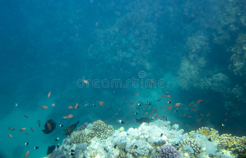 Sea Fish Near Coral, Underwater Stock Photo - Image of jelly, jellyfish ...