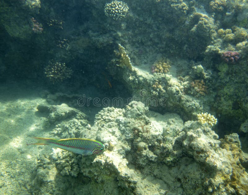 Sea Fish Near Coral, Underwater Stock Photo - Image of natural, deep ...