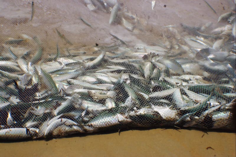 Net is Full of Fish. Nice Catch! Stock Image - Image of meal, healthy ...