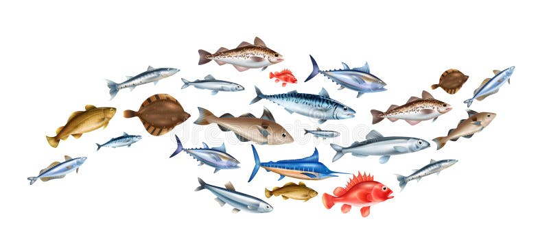 Sea Fish Realistic Concept stock vector. Illustration of collection ...