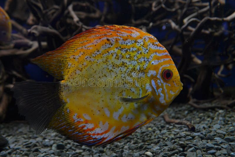 Sea fish stock photo. Image of aquariumm, yellow, nround - 79281788