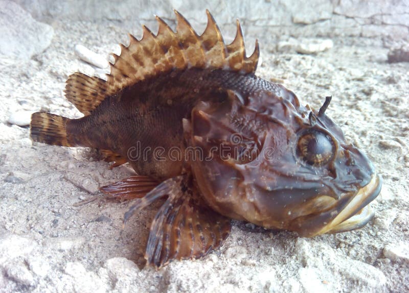Sea fish stock photo. Image of look, eyes, travel, fishing - 81363186