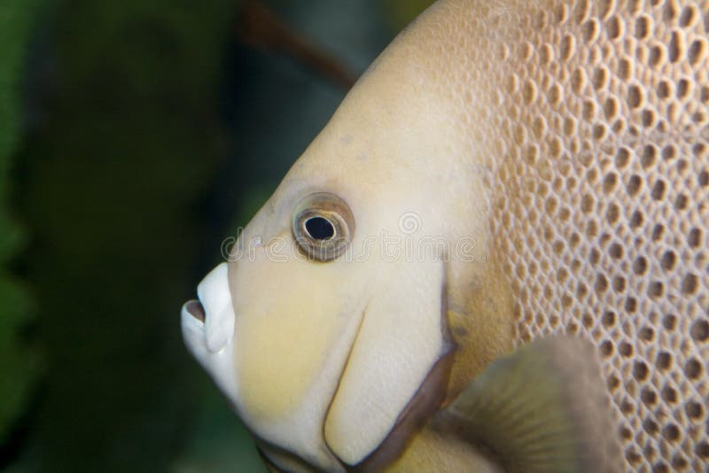 Sea fish s face stock image. Image of wild, creature, lines - 7346039