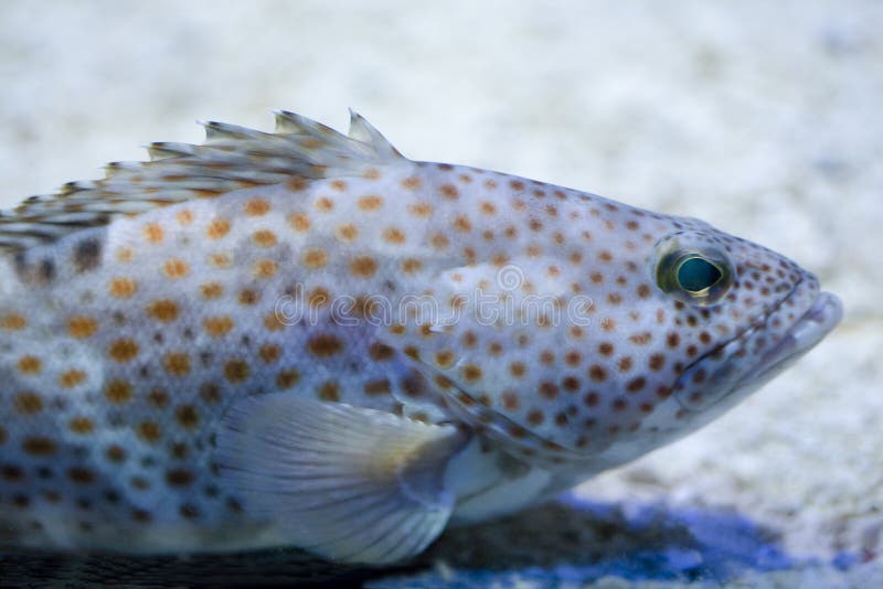 Sea fish s face stock photo. Image of lines, nature, animals - 7384584