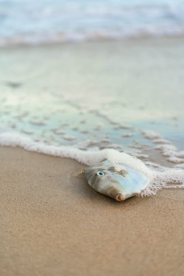 Sea Fish on Sand Beach with Splash Stock Photo - Image of environment ...