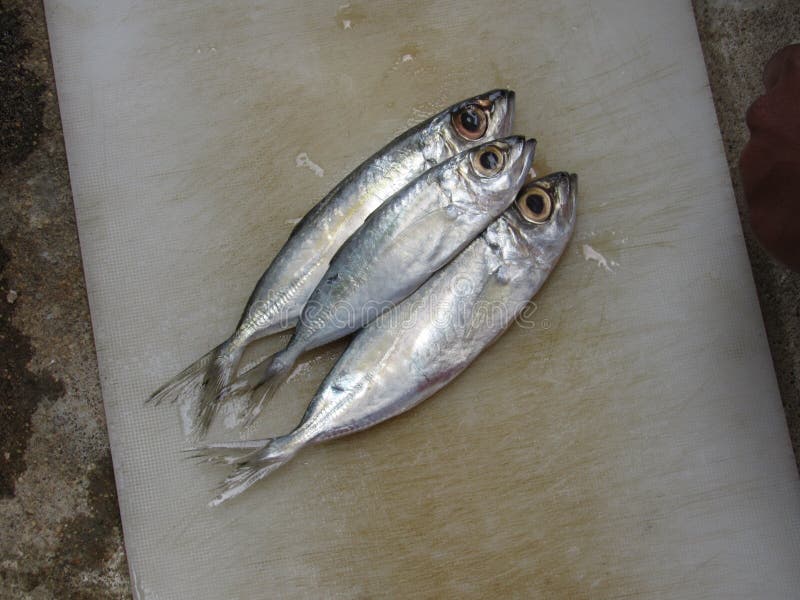 Sardel Fish Stock Photos - Free & Royalty-Free Stock Photos from Dreamstime