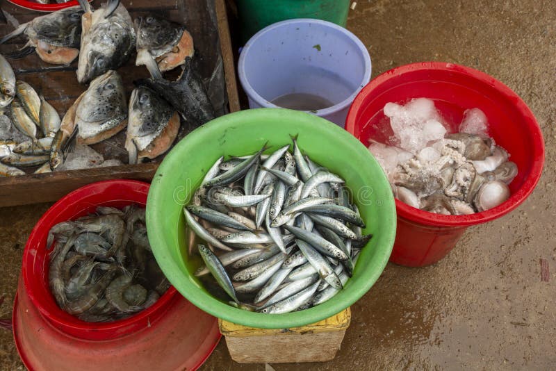 Sea Fish and Seafood on the Shop S Counter, Stock Image - Image of ...