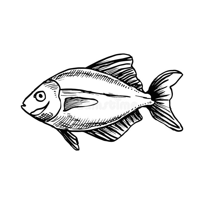 Sea Fish Sketch Drawing on a White Background Stock Vector ...