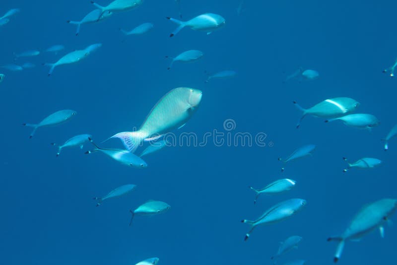 Sea Fish Swims in the Depths Stock Photo - Image of aquatic, animal ...