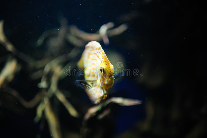 Sea fish stock image. Image of submerged, reef, caribbean - 157048787
