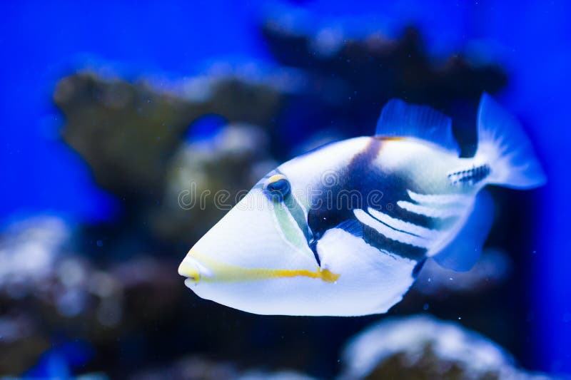 Sea fish stock image. Image of fish, diving, depth, aquatic - 157050703