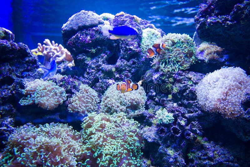 Sea fish stock photo. Image of ocean, snorkel, wild - 157093908