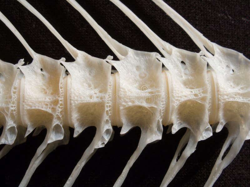 Sea fish white bones stock photo. Image of fishing, body - 8860952