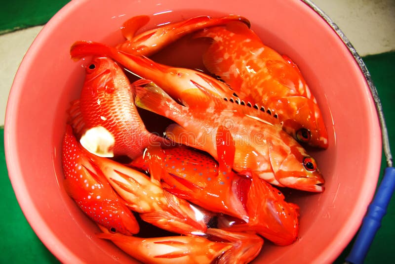 Sea Fishing. Lots of Small Fish in a Plastic Bucket Filled with Water ...