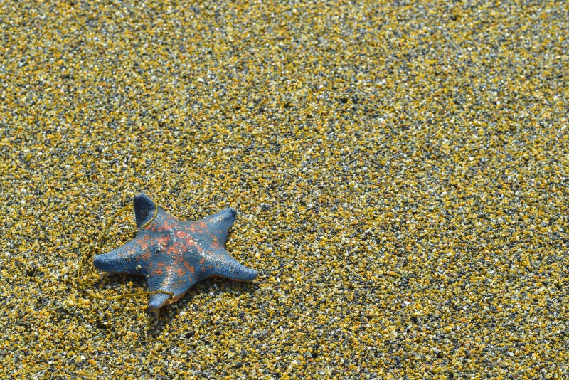 Sea Five-pointed Star on Coarse Sea Sand Stock Photo - Image of large ...