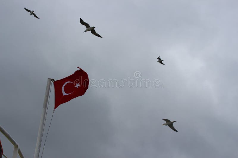 Sea flag and seagull stock image. Image of journey, hellespont - 112016977