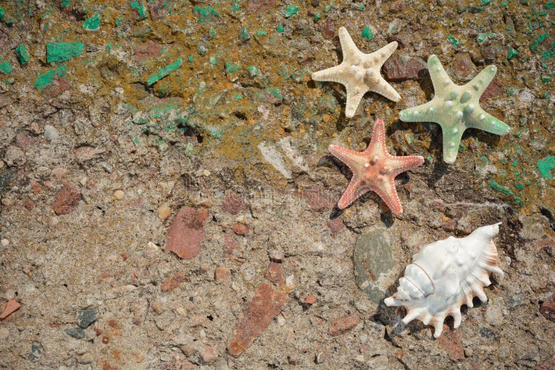 Sea Flat Lay on the Background of a Concrete Slab Stock Photo - Image ...