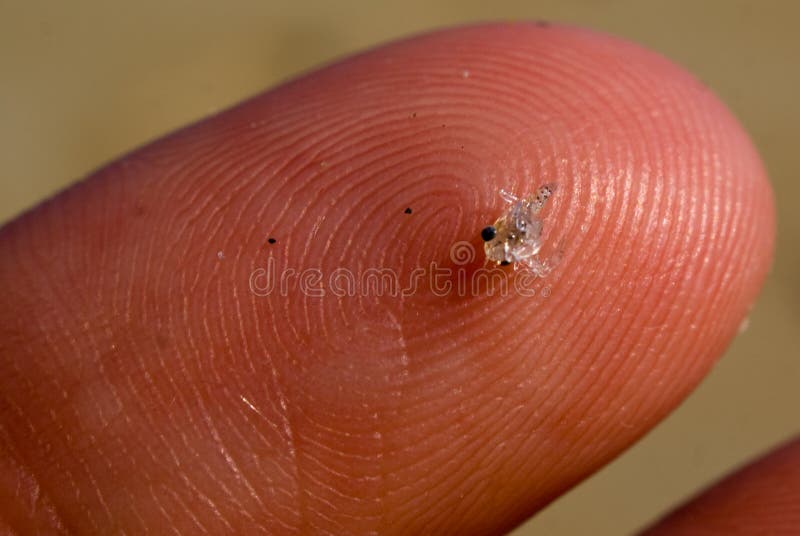 Sea Flea stock image. Image of malacostracan, animal - 209242491