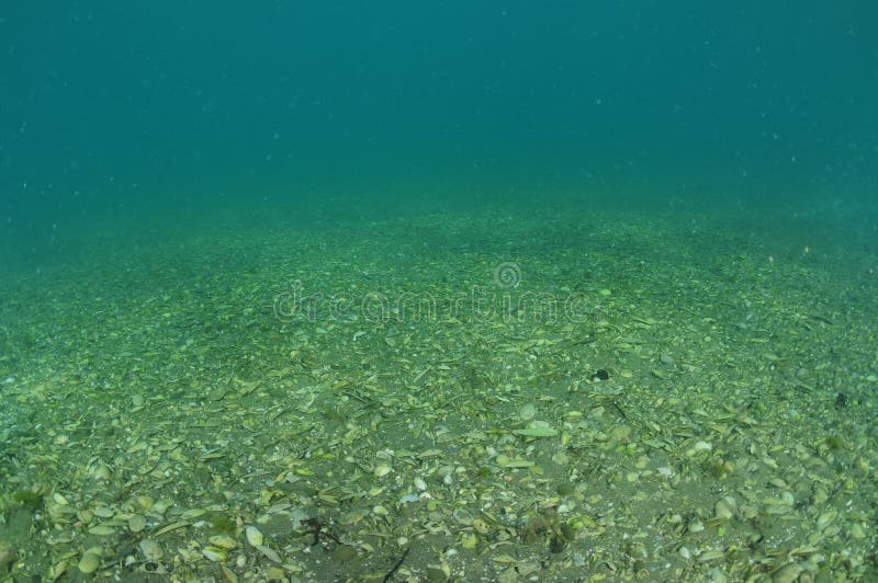Sea Floor Covered with Dense Layer of Bivalve Shells Stock Image ...