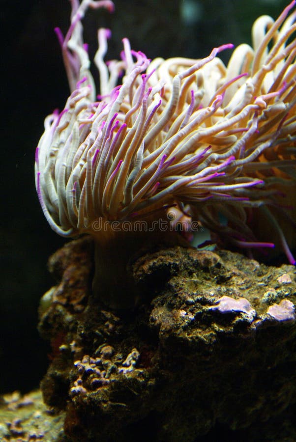 Sea flower stock photo. Image of water, lisbon, invertebrate - 4686472