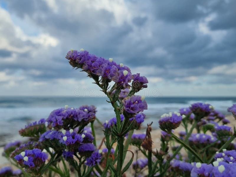 Sea of flowers . stock image. Image of blue, nature - 374707079