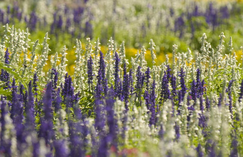 Sea of flowers stock photo. Image of blue, field, nature - 6041494