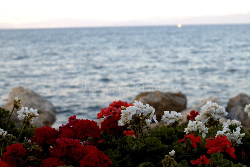 Sea flowers stock image. Image of beautiful, nature, rocks - 42397685