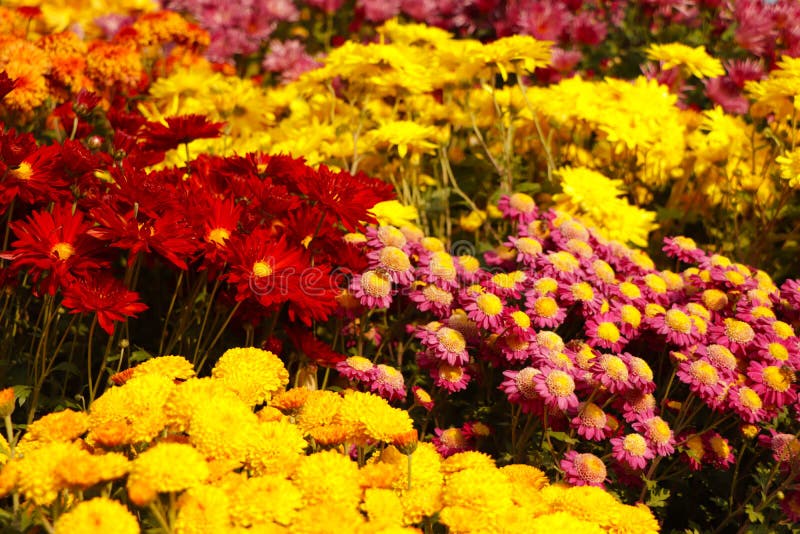 Sea of flowers. stock photo. Image of marigolds, rays - 166276334