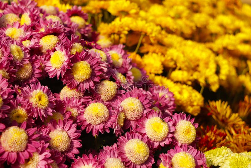 Sea of flowers. stock photo. Image of beautiful, access - 166276486