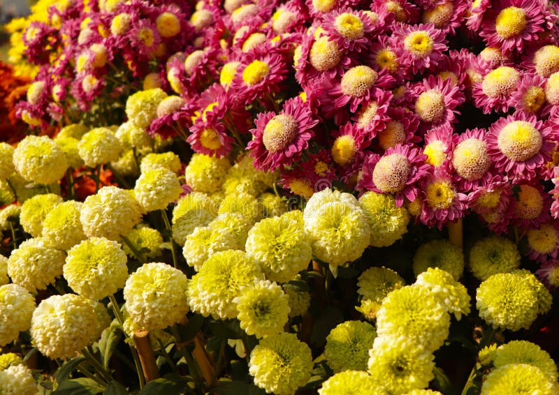 Sea of flowers. stock photo. Image of flowers, colorful - 166276548