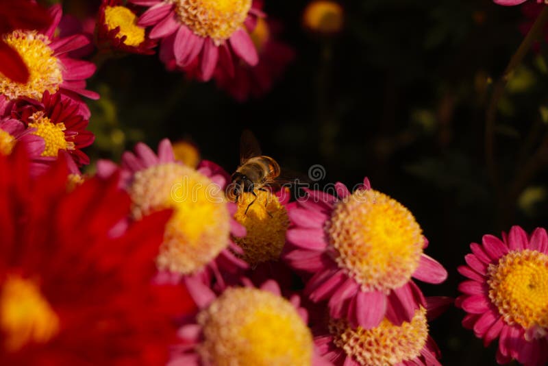 Sea of flowers. stock image. Image of background, rays - 166276625