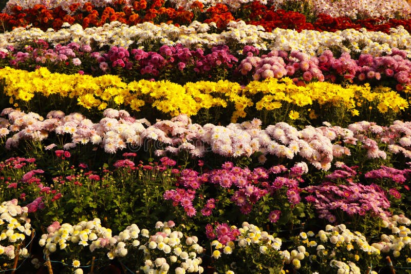 Sea of flowers. stock image. Image of flowers, yellow - 166276653