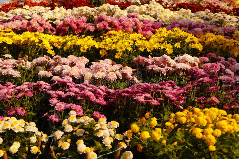 Sea of flowers. stock image. Image of access, beautiful - 166276763